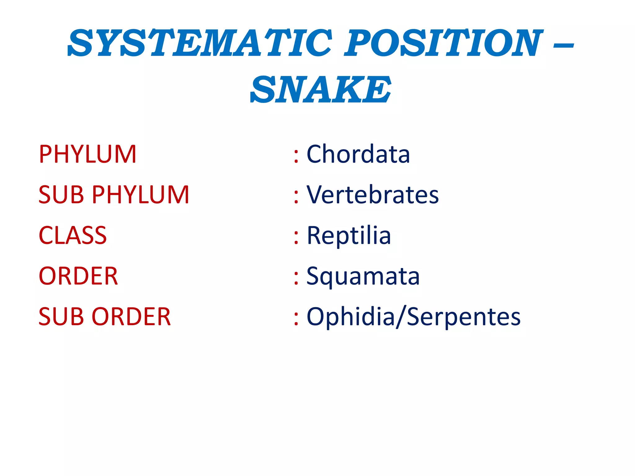 Snake | PPT