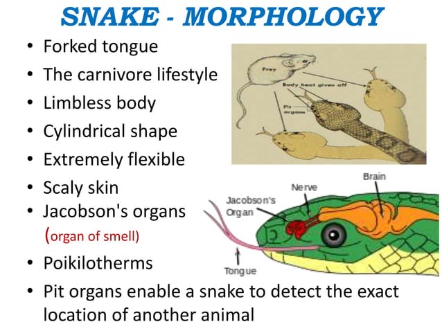 Snake | PPT | Chemistry | Science