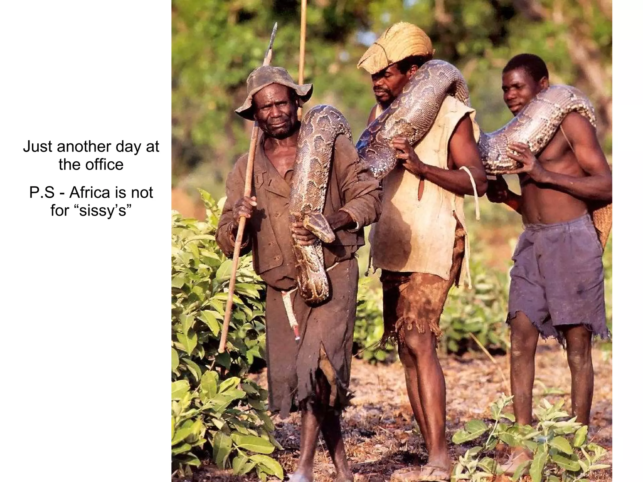 Snake Catchers In Africa | PPS