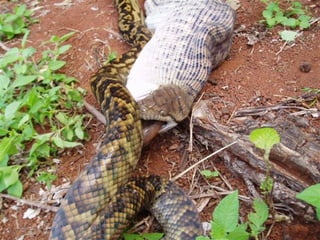 Snake vs. Kangaroo | PPT