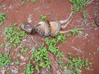 Snake vs. Kangaroo | PPS