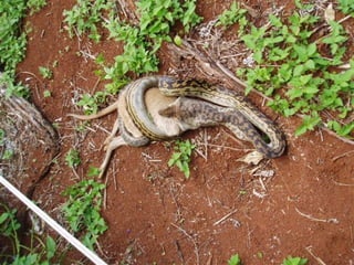 Snake vs. Kangaroo | PPT