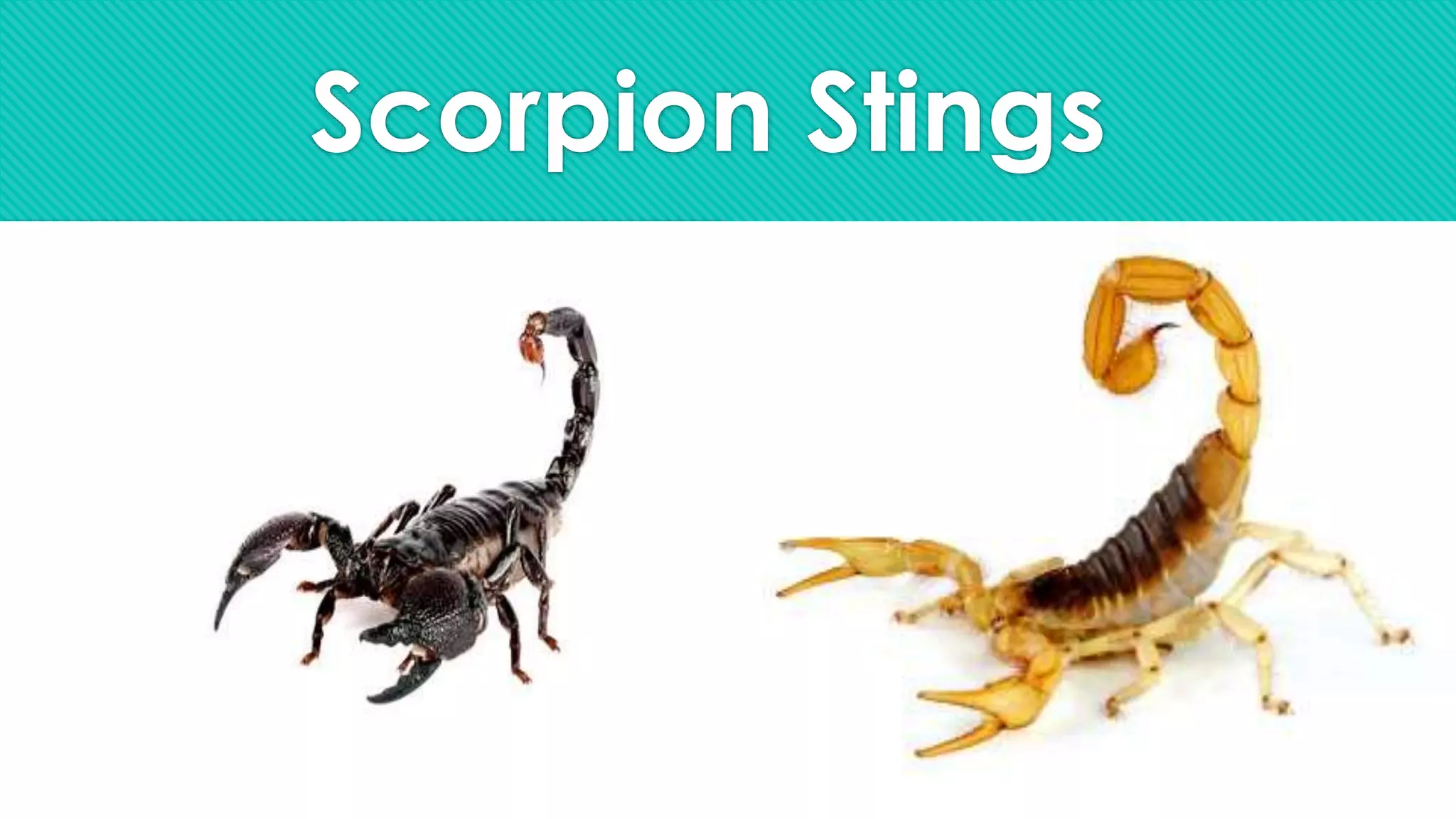 Snake Bite and Scorpion Stings,(Kurdistan) | PPTX