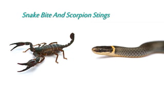 Snake Bite and Scorpion Stings,(Kurdistan) | PPTX