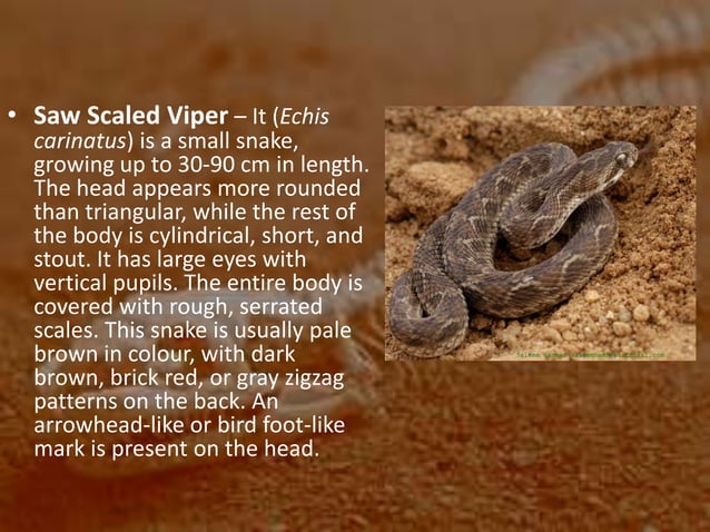 Snake bite | PPT