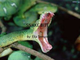 Snake bite!!! | PPT