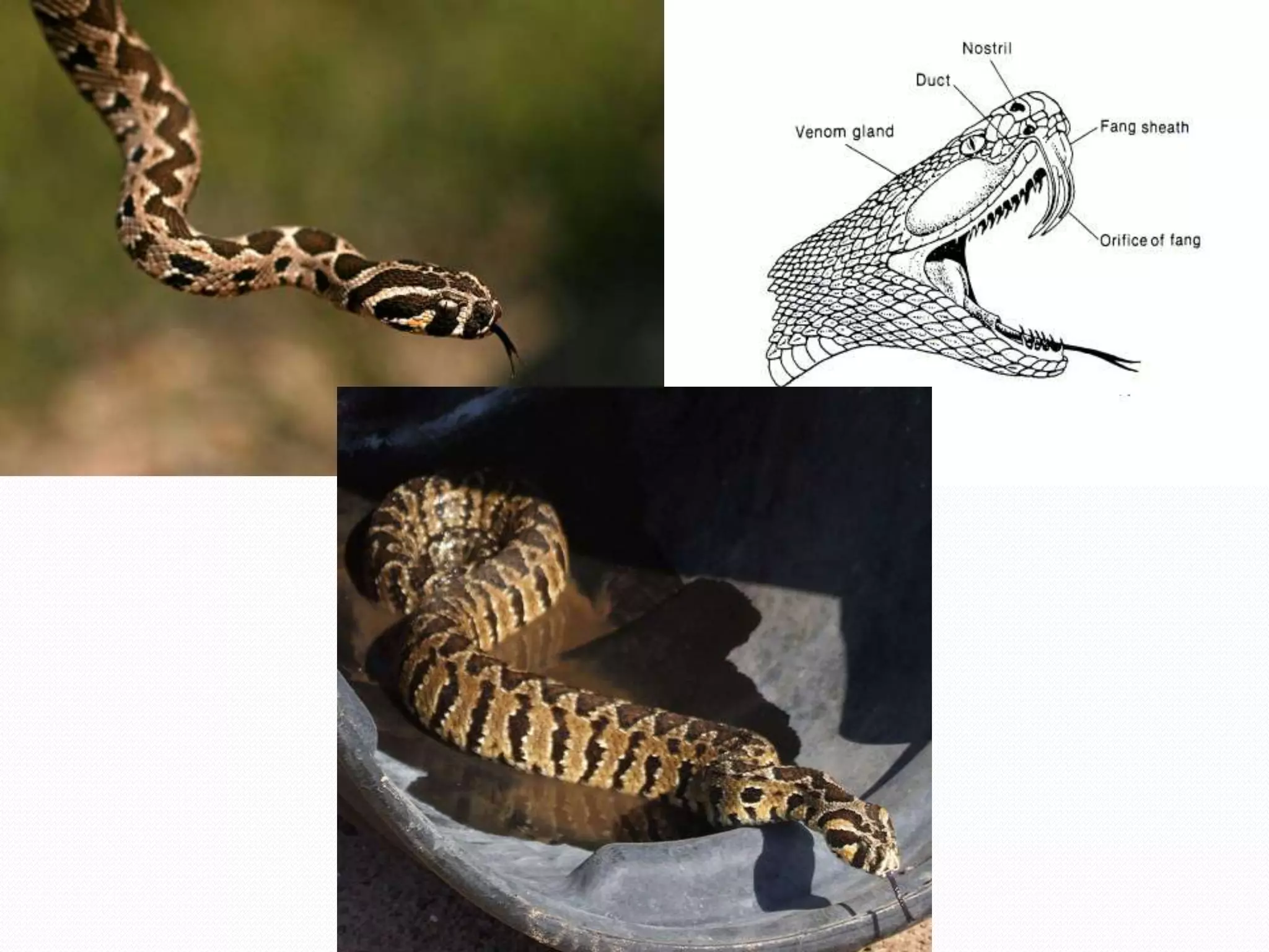 Snake bite case presntation | PPTX