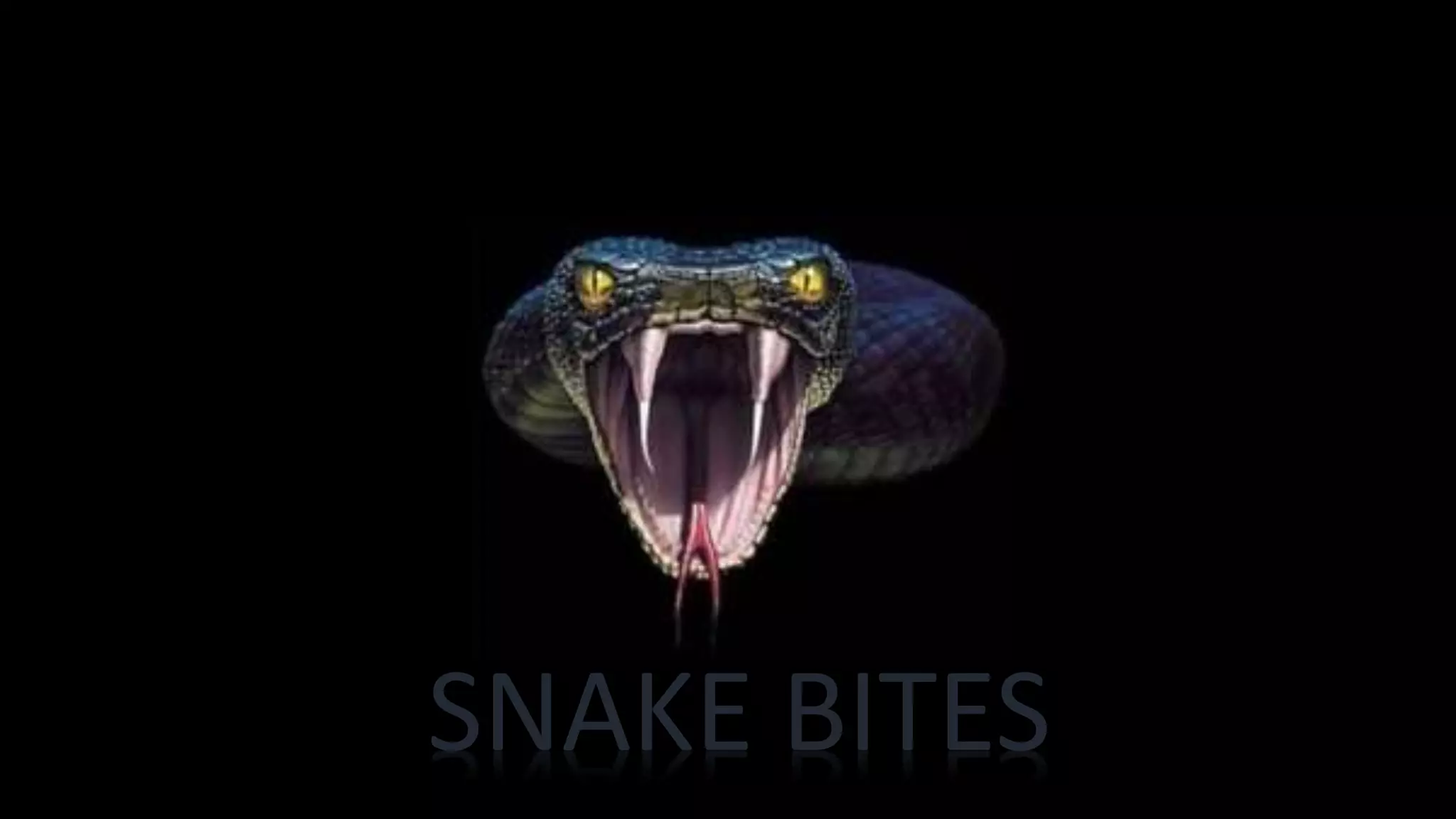 Snake bite | PPTX | First Aid | Injuries