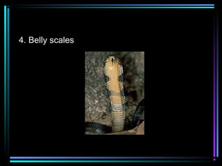 Snakebite | PPT