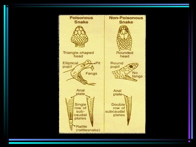 Snakebite | PPT | First Aid | Injuries
