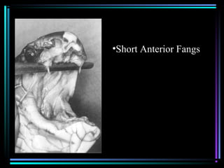 Snakebite | PPT