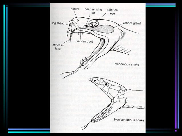Snakebite | PPT | First Aid | Injuries