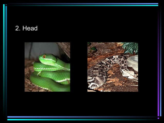 Snakebite | PPT | First Aid | Injuries
