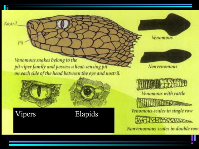 Snakebite | PPT | First Aid | Injuries