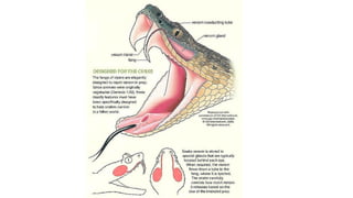 Snake bite .. scorpion sting | PDF