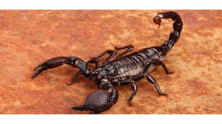 Snake bite .. scorpion sting | PDF