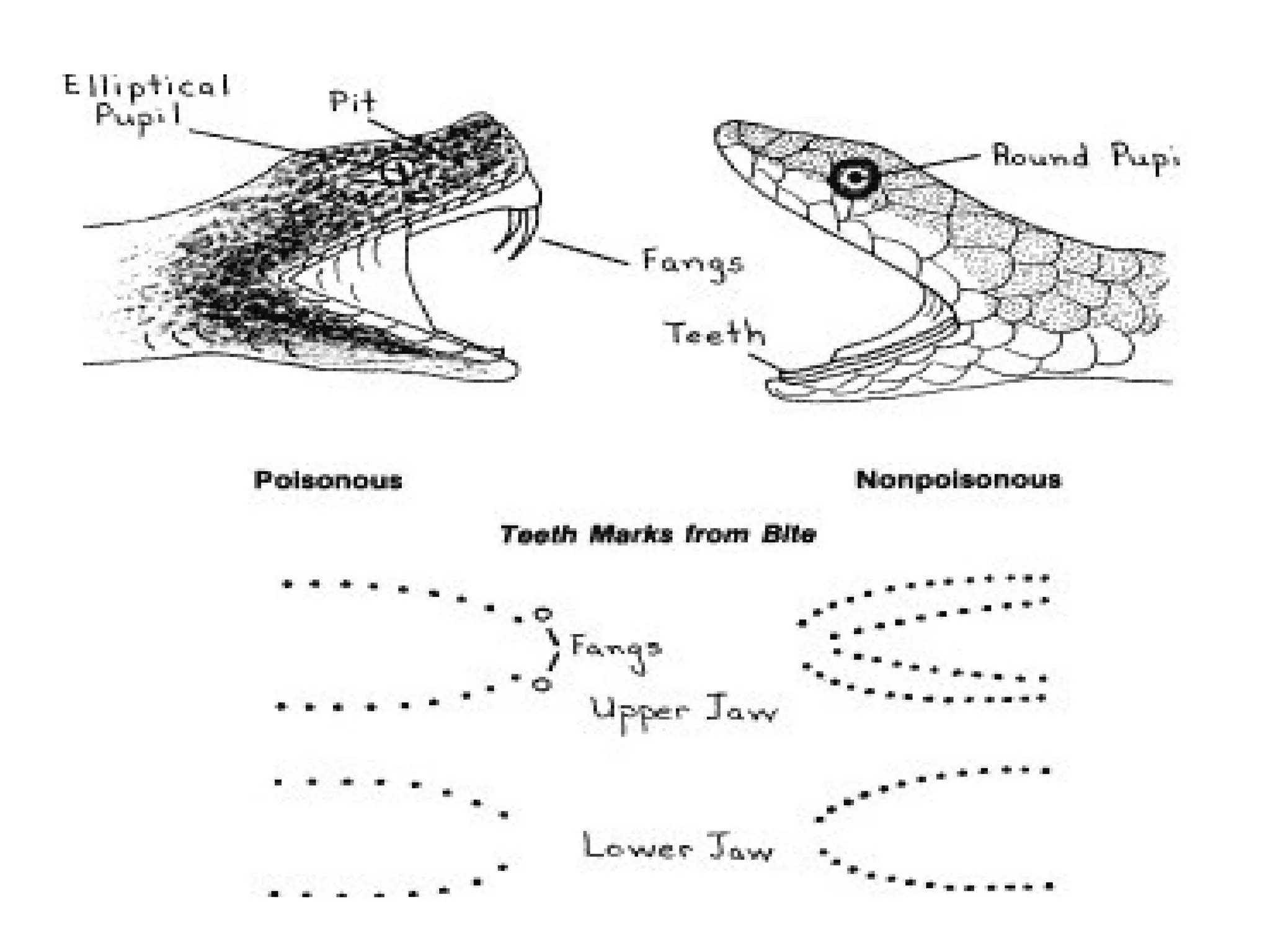 Snake bite in pediatrics | PPT