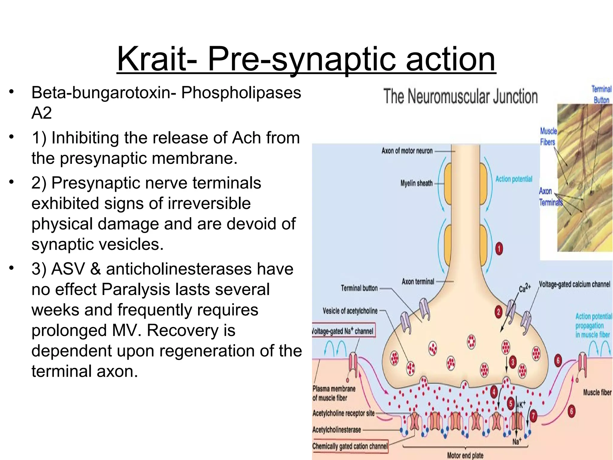 Snake bite in pediatrics | PPT