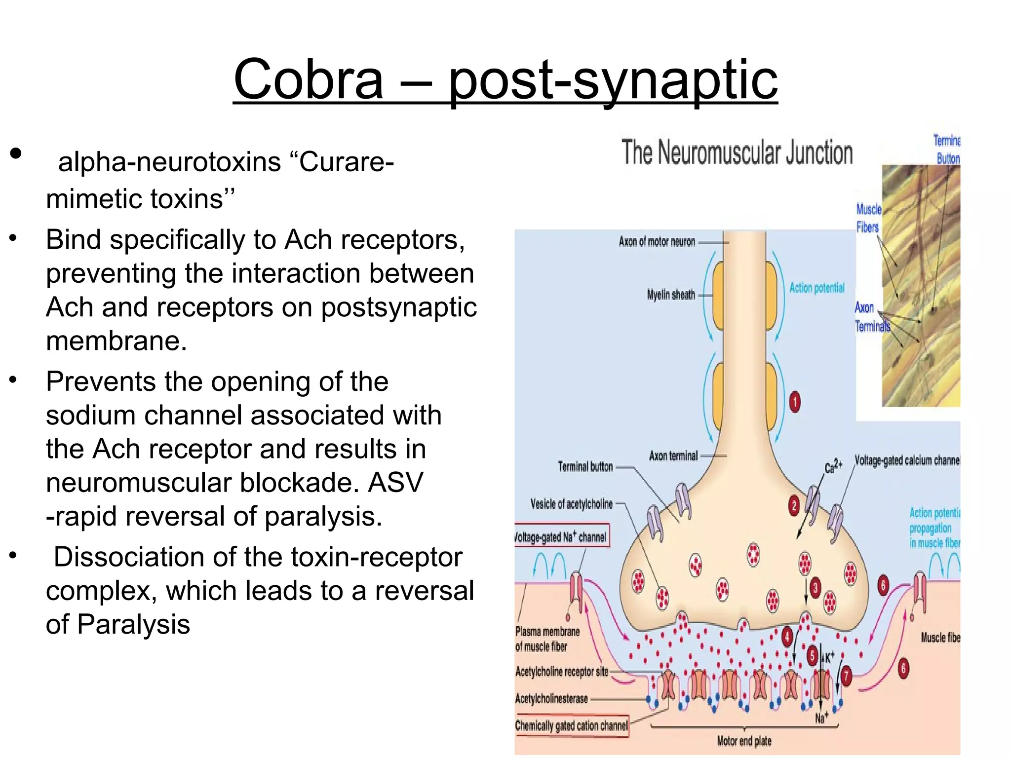 Snake bite in pediatrics | PPT