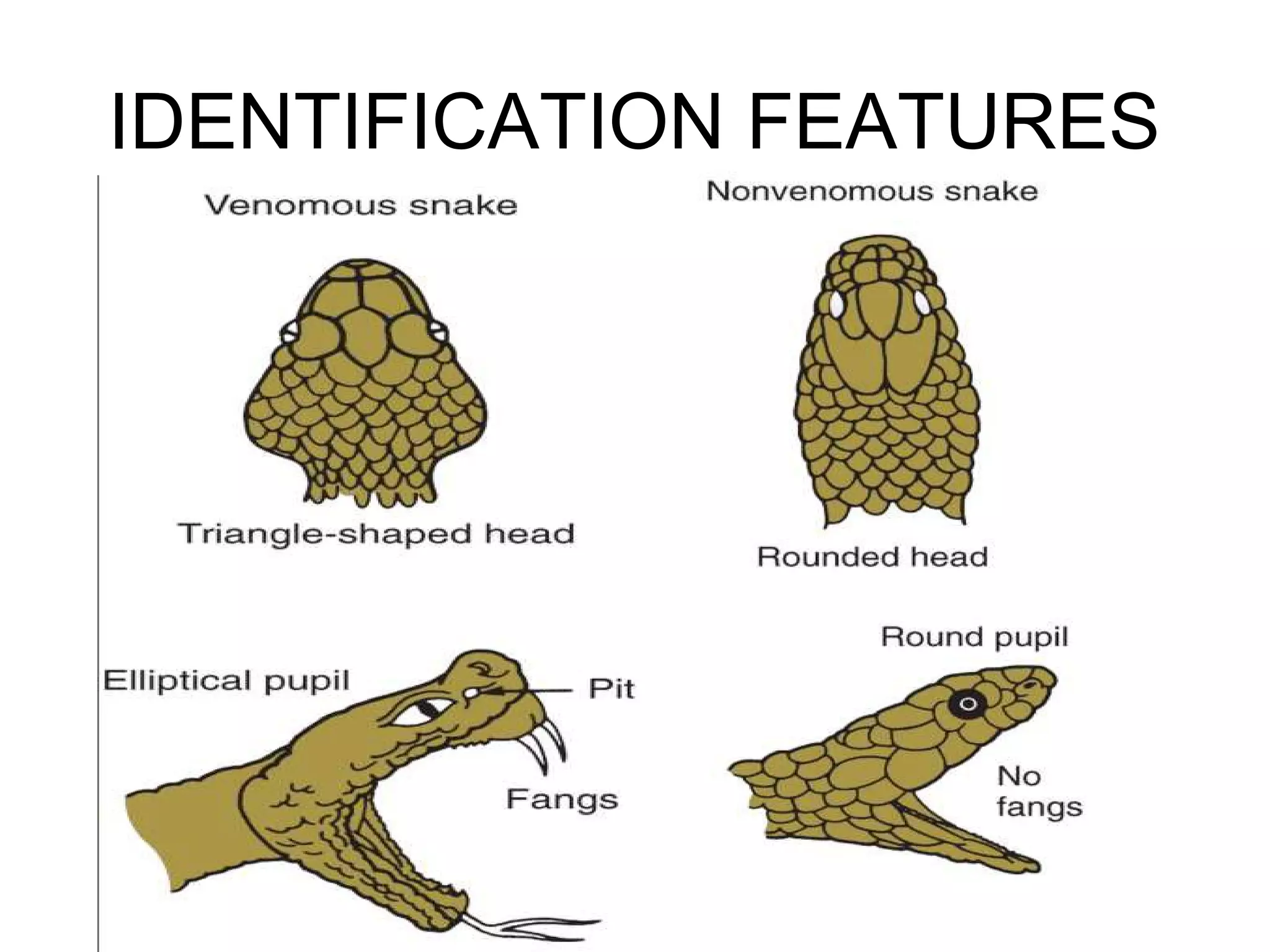 Snake bite in pediatrics | PPT
