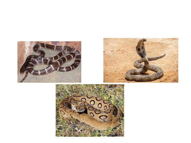 Snake bite - ASV Protocols and Management - Antisnake Venom | PPTX ...