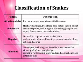 Snakebite | PPTX
