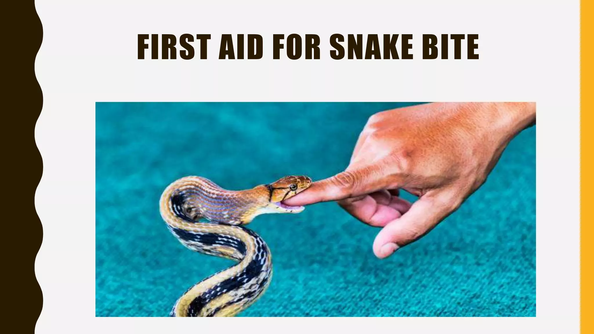 First aid for Snake bite | PPTX