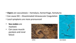 SNAKEBITE.pptx | First Aid | Injuries