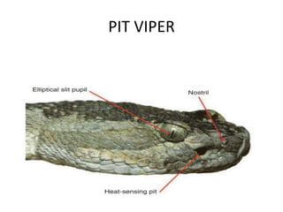 snake bite.pptx