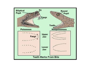 Snake Bite.pptx