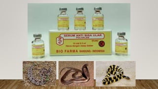 EMERGENCY SNAKE BITES, GIGITAN ULAR.pptx