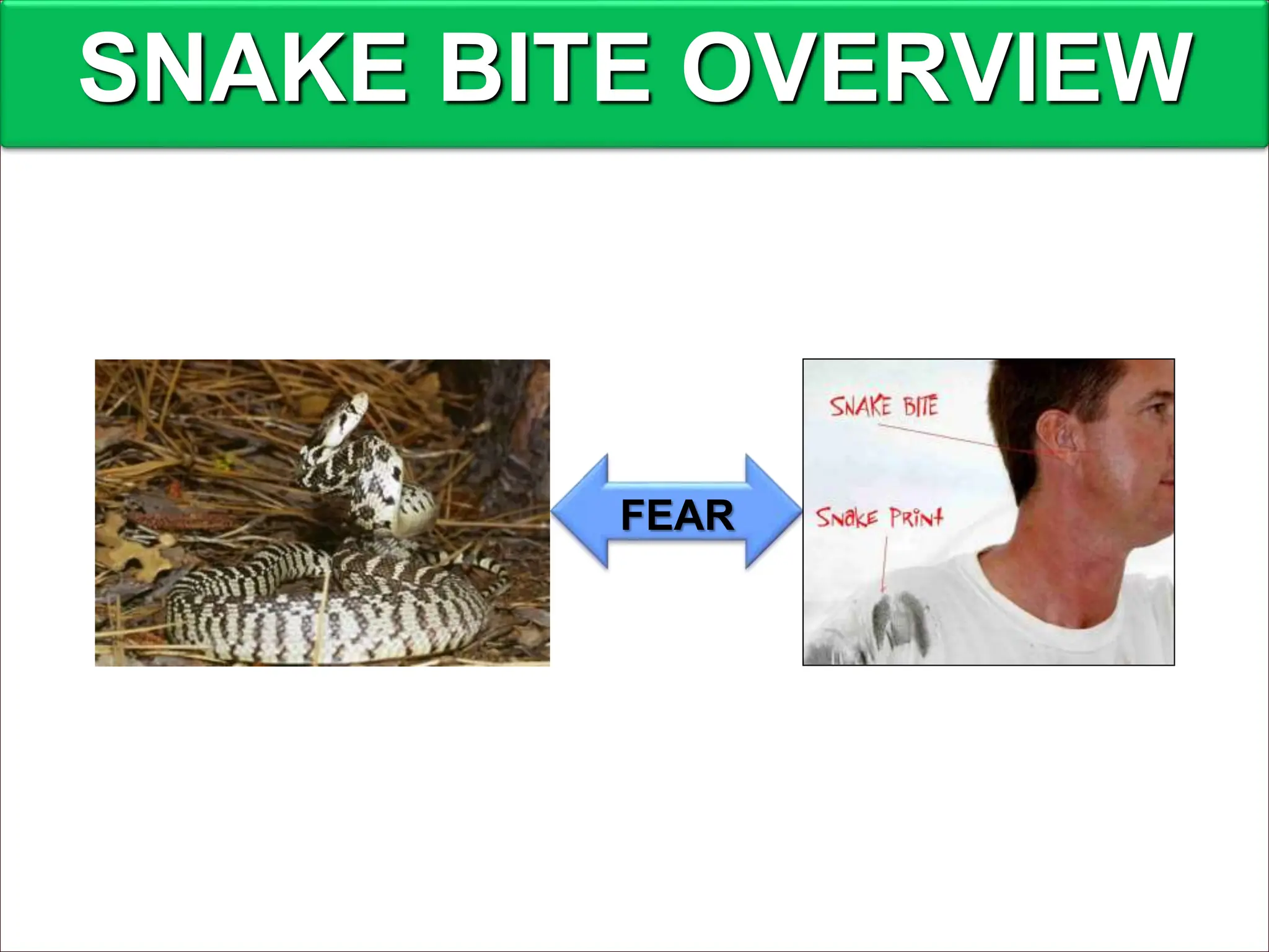 "Venomous Encounters: Understanding the Physiology, Treatment, and ...