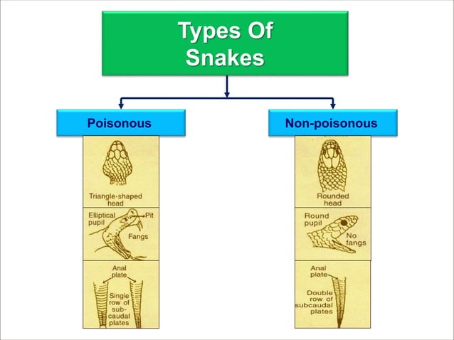 "Venomous Encounters: Understanding the Physiology, Treatment, and ...