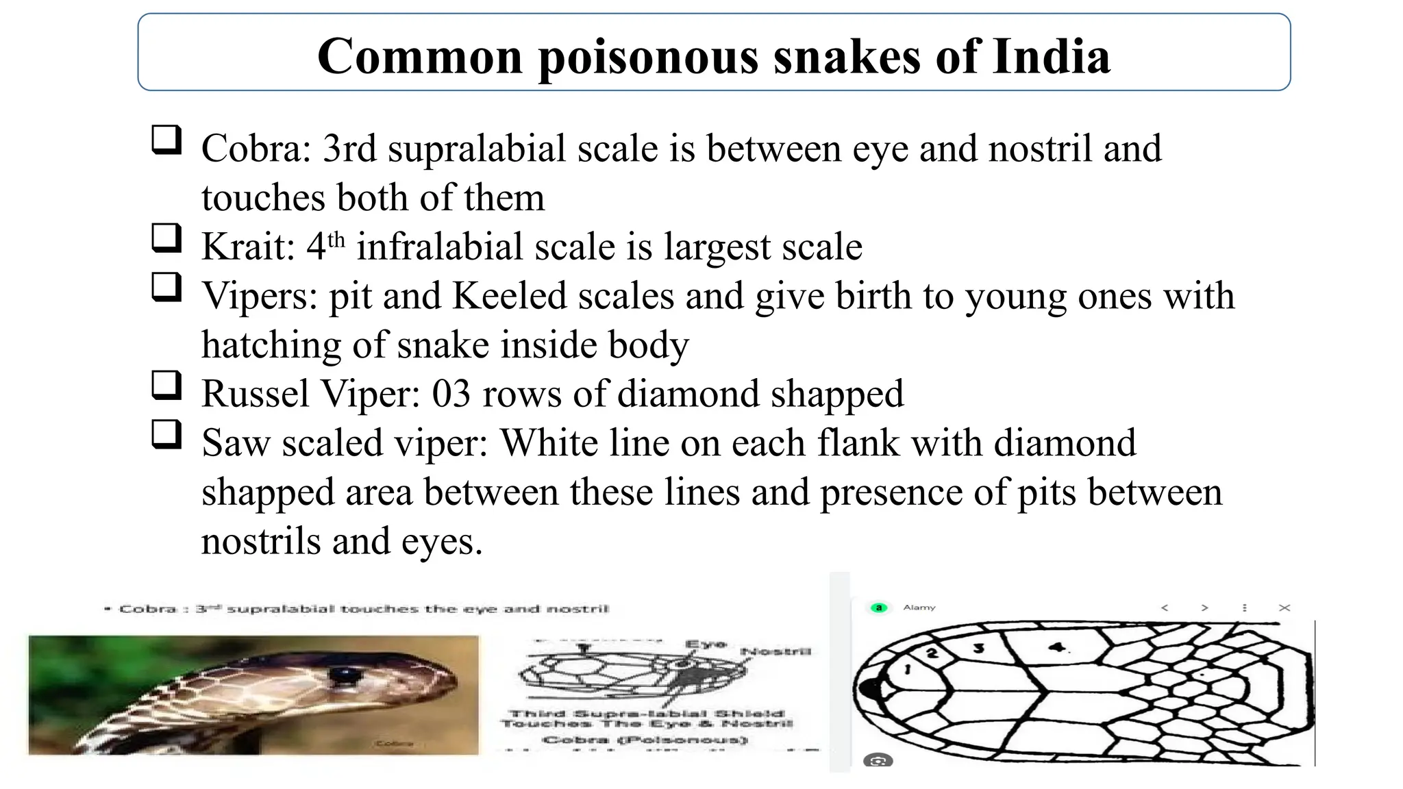 Snake Bite in Veterinary Forensic Medicine.ppt