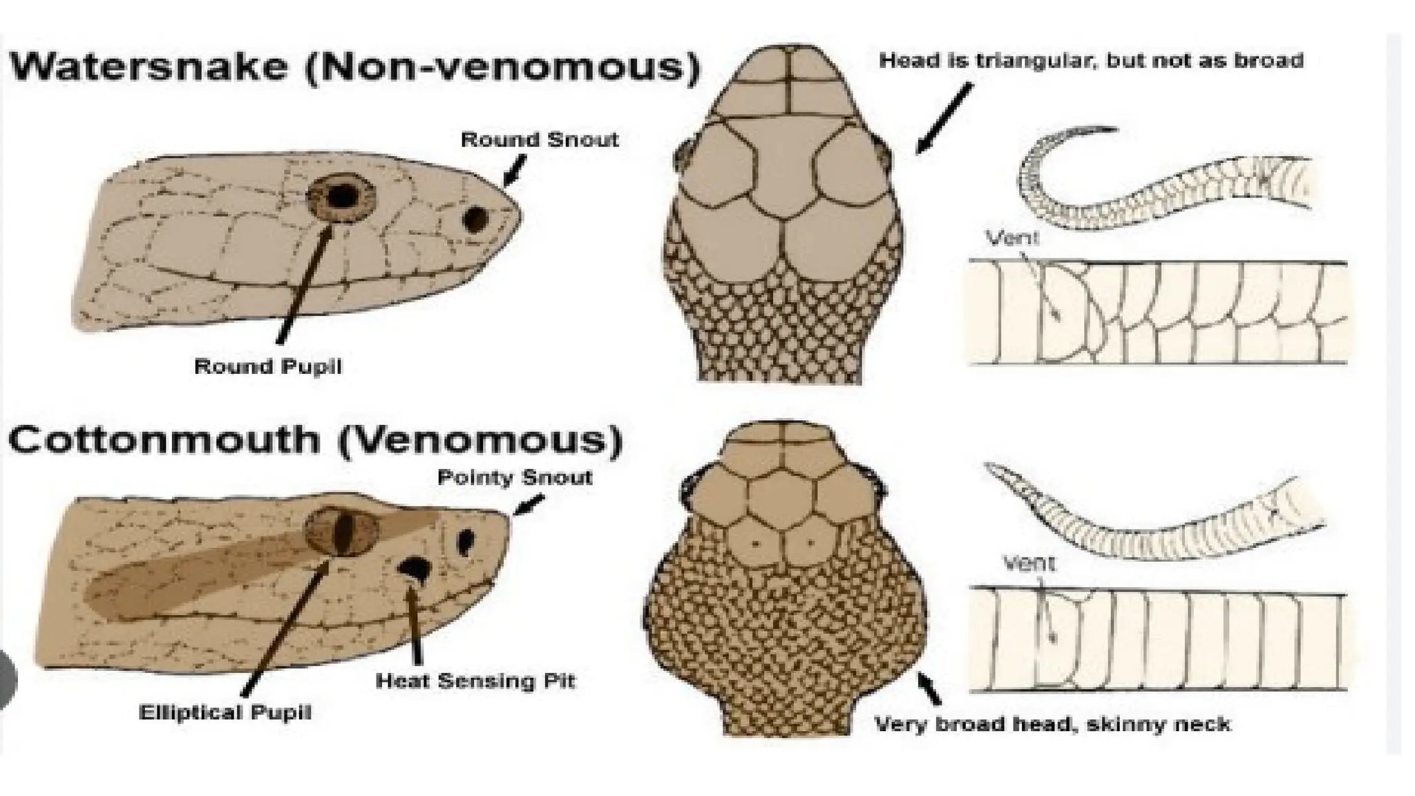 Snake Bite in Veterinary Forensic Medicine.ppt