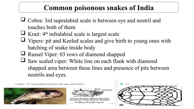 Snake Bite in Veterinary Forensic Medicine.ppt
