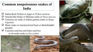 Snake Bite in Veterinary Forensic Medicine.ppt