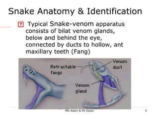 A slide in the management SNAKE BITE.pdf