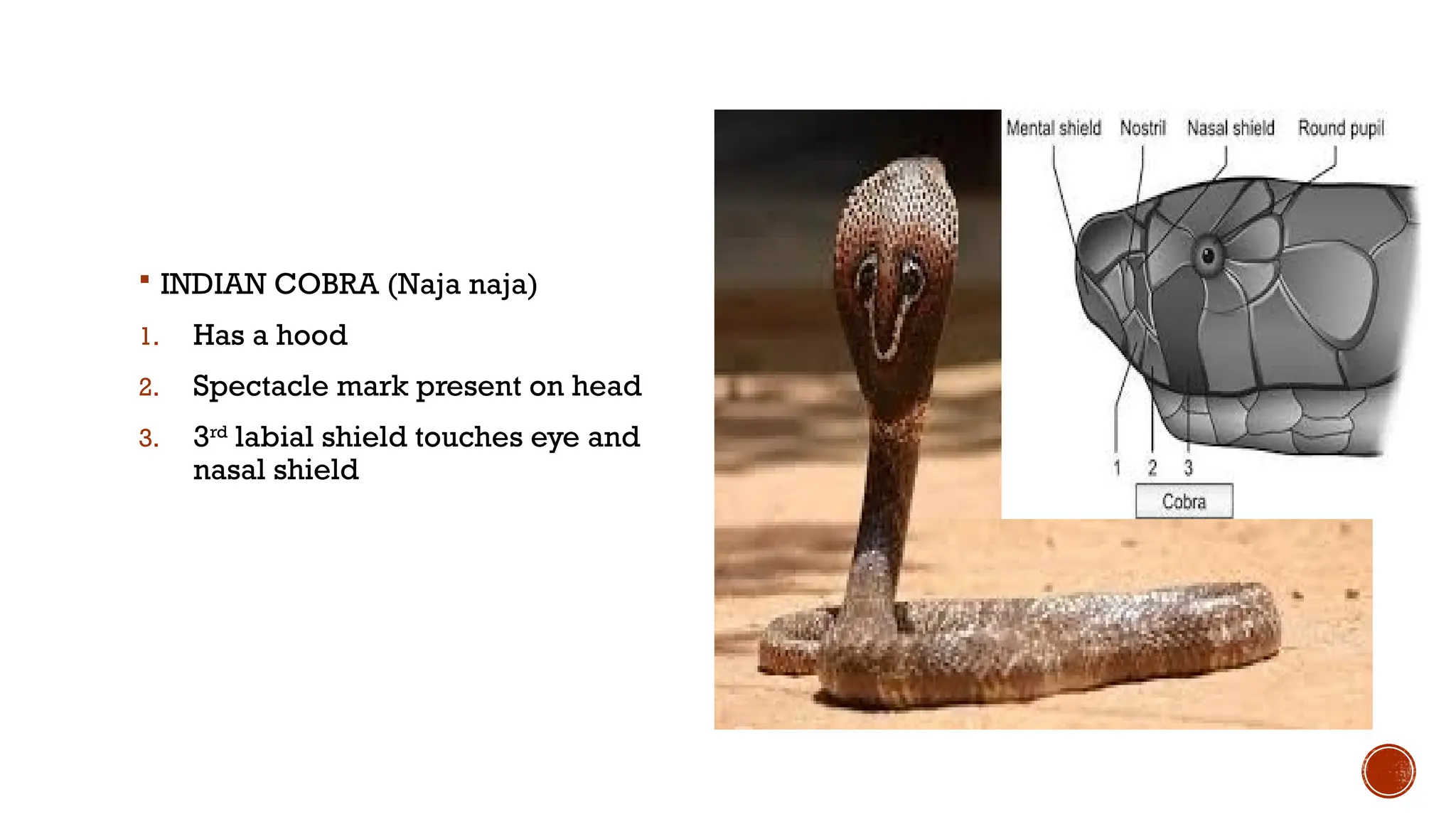 snake_bite.pptx forensic medicine mbbs 3rd | PPTX