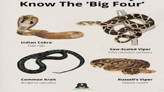 SNAKE BITE - types and management profile | PPTX