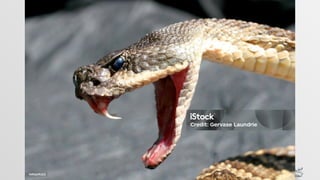 SNAKE BITE - types and management profile | PPT