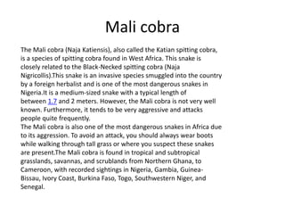 The Management of Snake bite - Copy.pptx