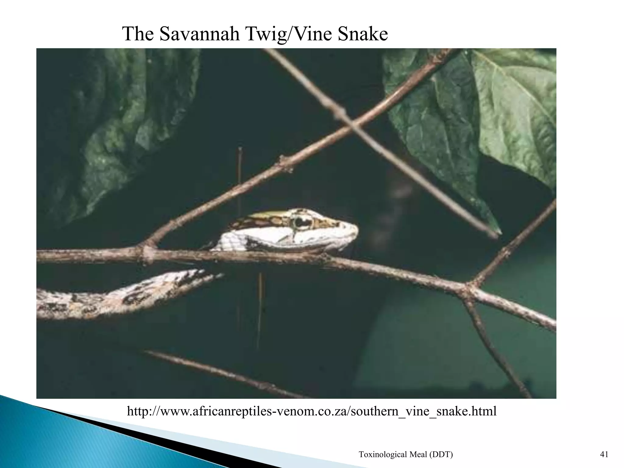 Snakebite in Zimbabwe: Venomous Snakes and Management | PPTX