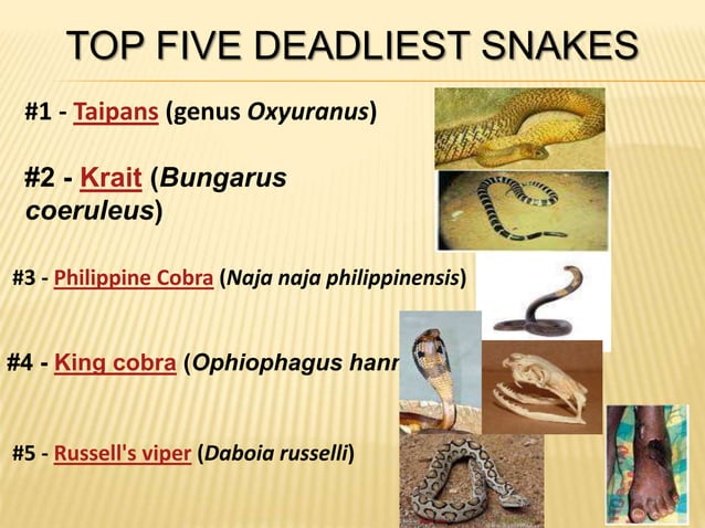 Snake bite 2014 handout - ANMC