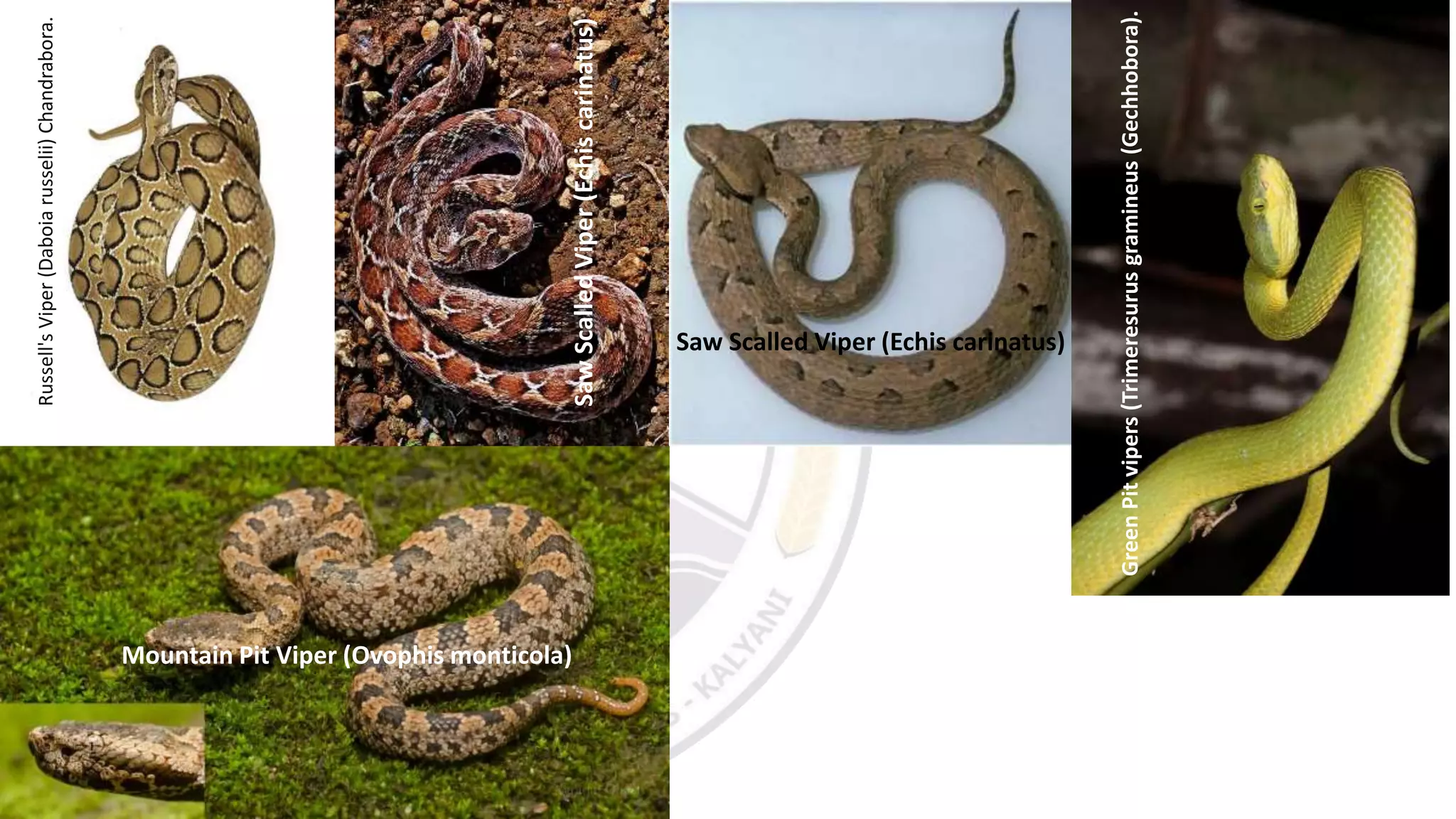 Snake bite management India | PPTX