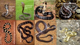 Snake bite management India | PPTX