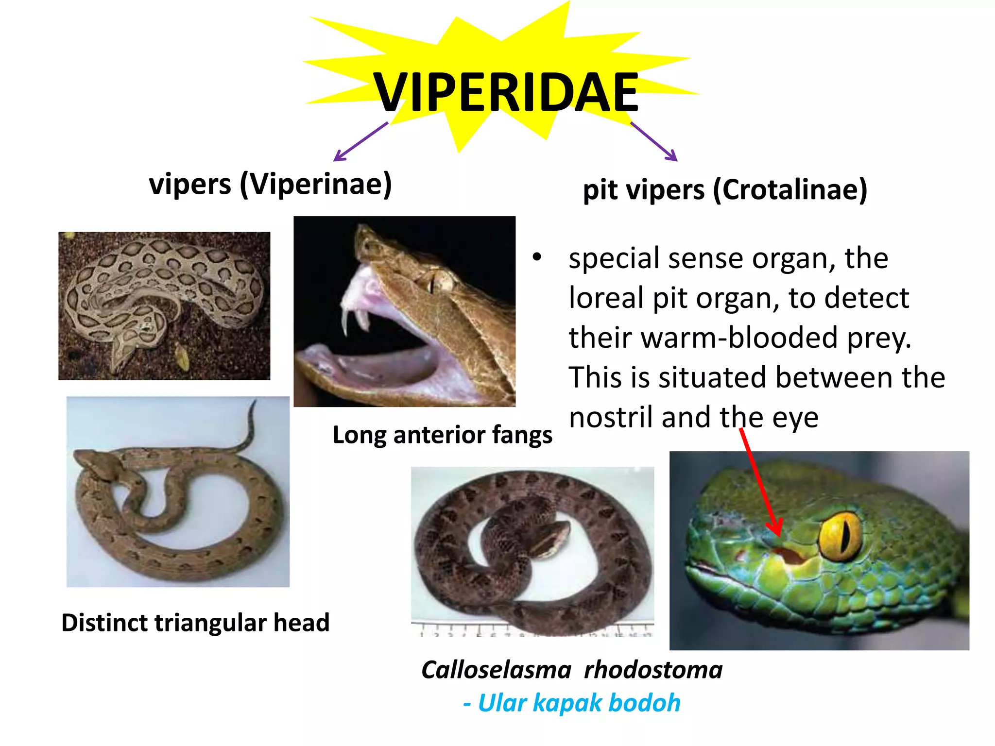 SNAKE BITE AND ENVENOMATION.pptx