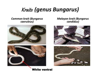 SNAKE BITE AND ENVENOMATION.pptx