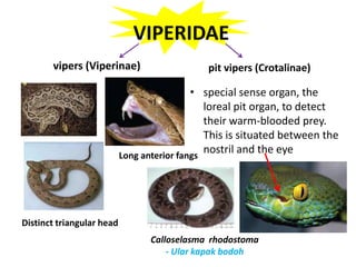 SNAKE BITE AND ENVENOMATION.pptx