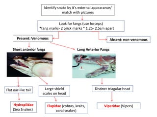 SNAKE BITE AND ENVENOMATION.pptx